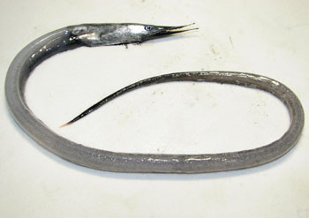 鳗鲡目 Gasterosteiformes 蓝色动物学（中国动物学科普）